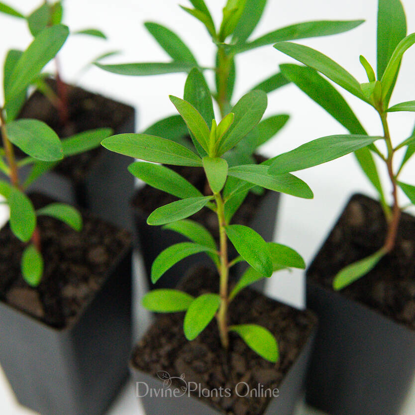 Melaleuca Viridiflora – Divine Plants Online Shop