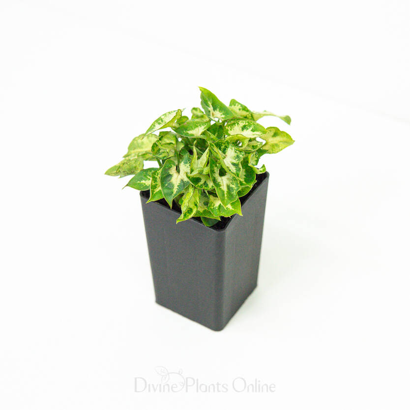 Syngonium Mini Pixie – Divine Plants Online Shop