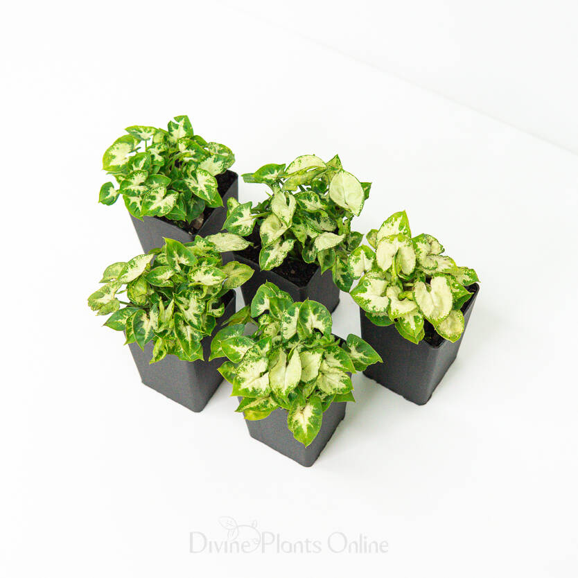 Syngonium Mini Pixie – Divine Plants Online Shop
