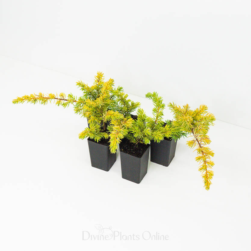 Juniperus conferta All Gold – Divine Plants Online Shop