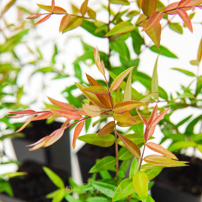 Austromyrtus tenuifolia "Midginberry" – Divine Plants Online Shop