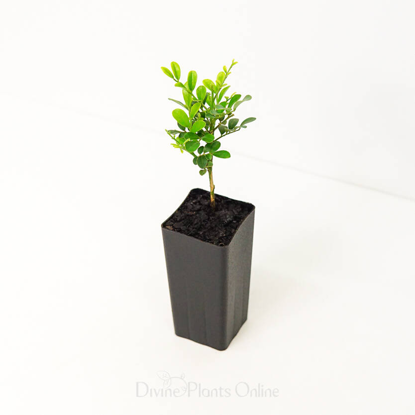 Murraya paniculata Min-a-min (42 mm tube) – Divine Plants Online Shop