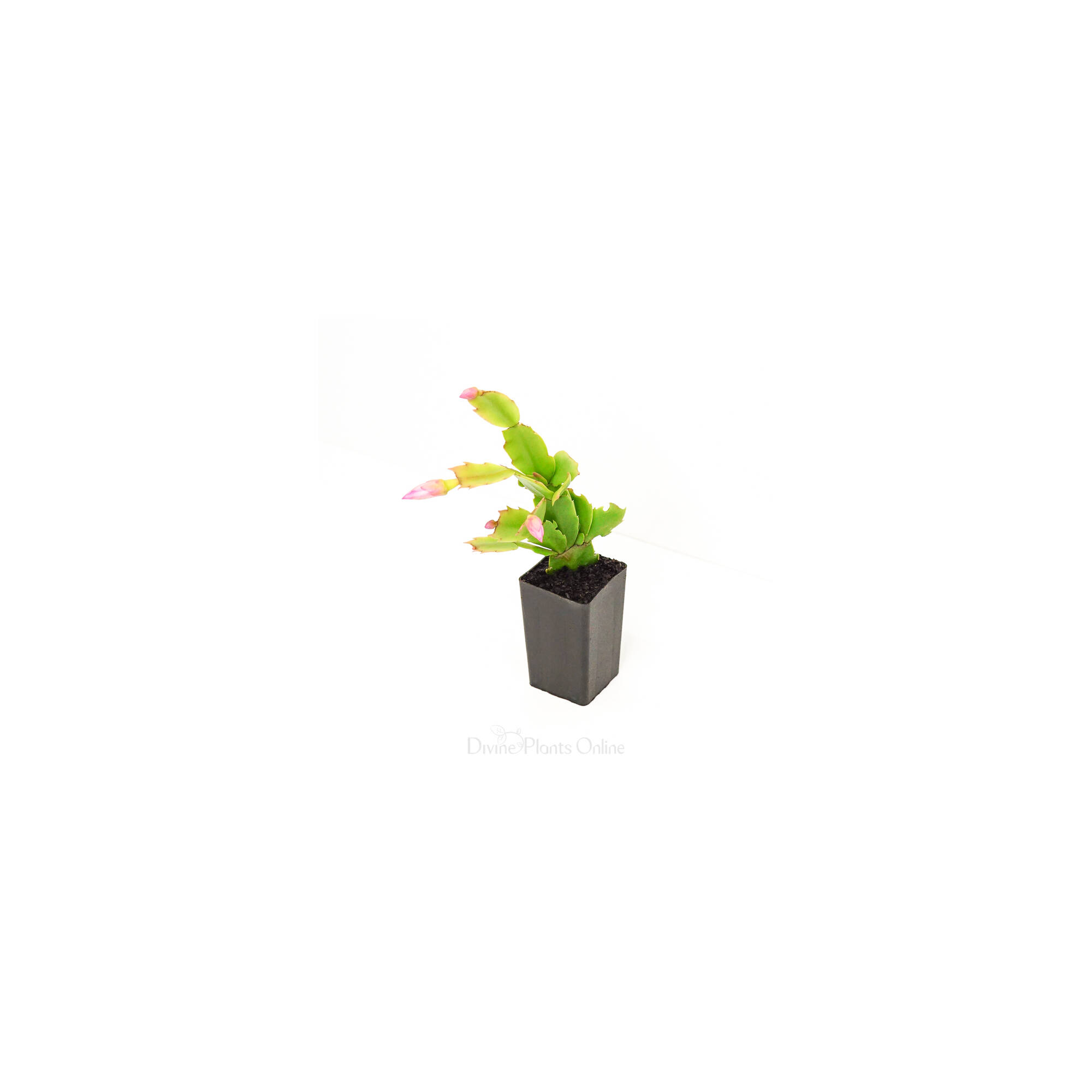 Schlumbergera truncata Zygocactus Red – Divine Plants Online Shop