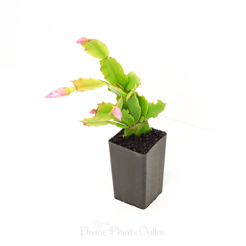 Schlumbergera truncata Zygocactus Red – Divine Plants Online Shop