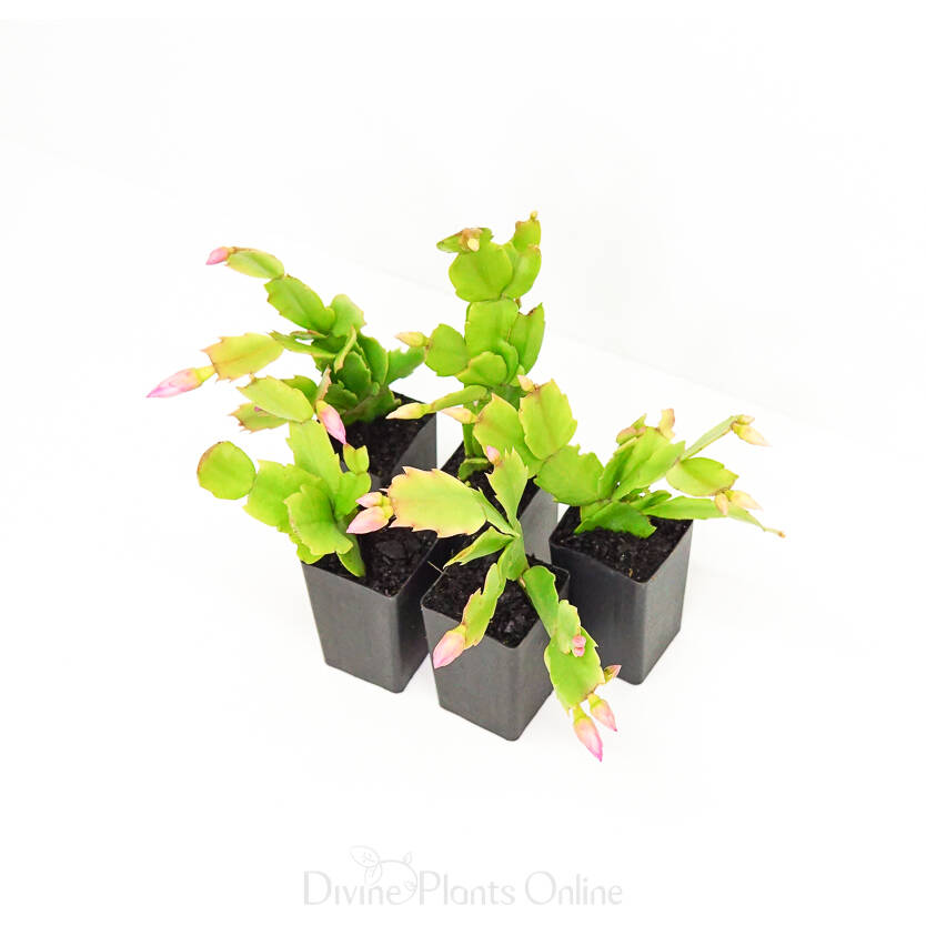 Schlumbergera truncata Zygocactus Red – Divine Plants Online Shop