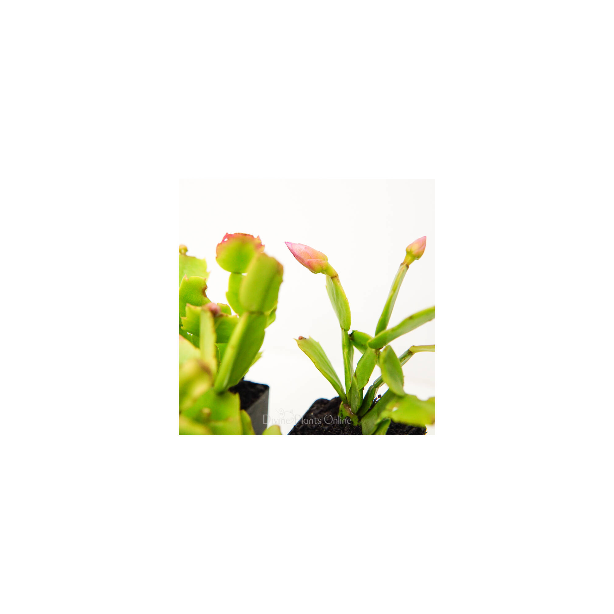 Schlumbergera truncata Zygocactus Rusty Red – Divine Plants Online Shop