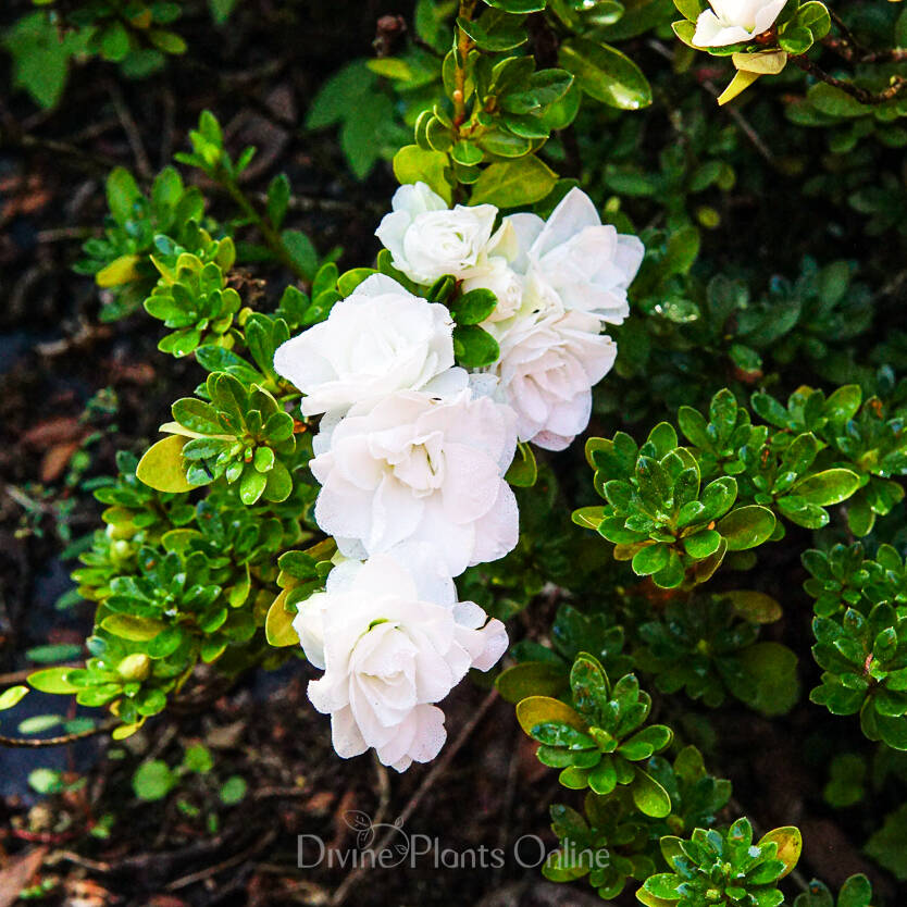 Azalea indica Brides Bouquet – Divine Plants Online Shop