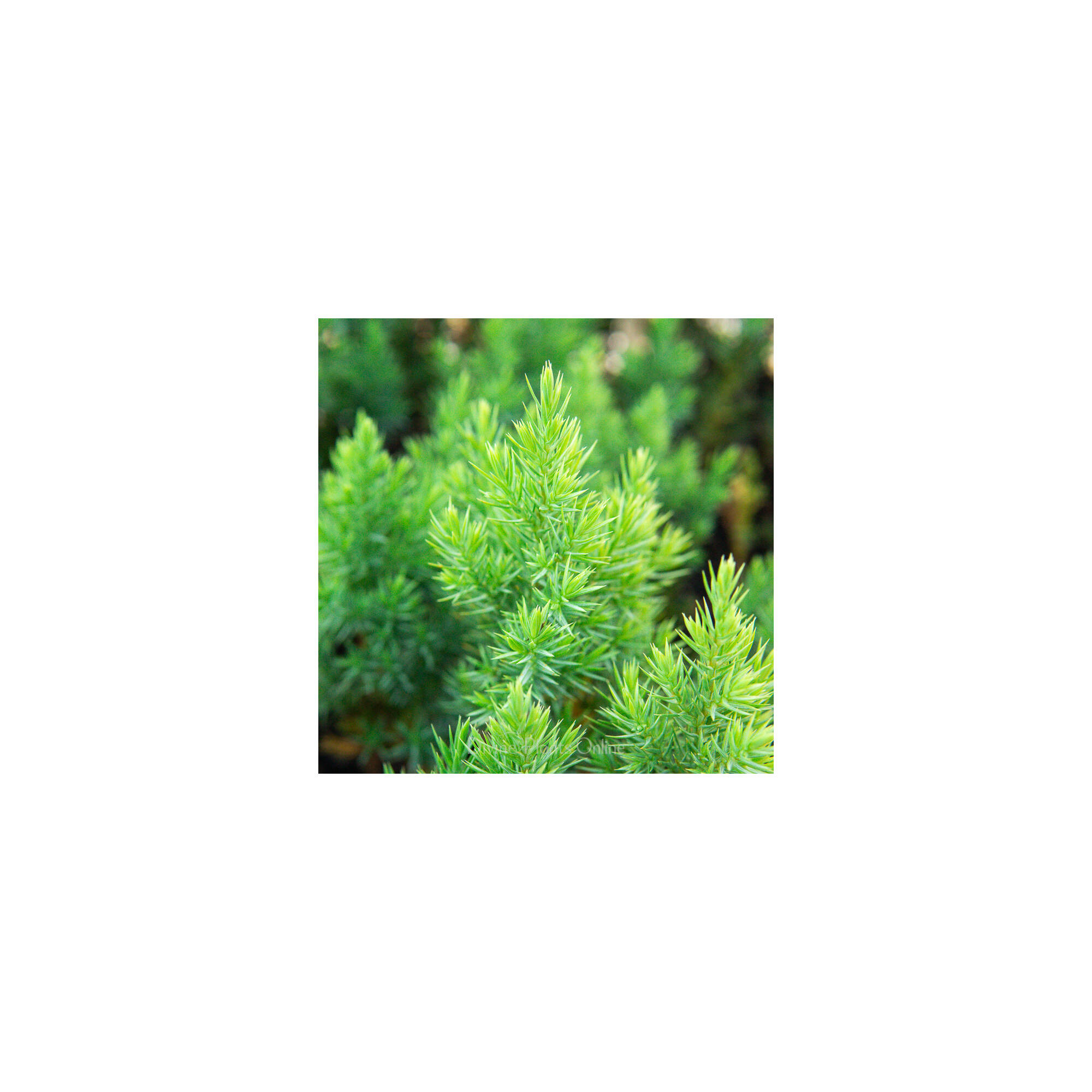 Juniperus chinensis Pyramidalis – Divine Plants Online Shop