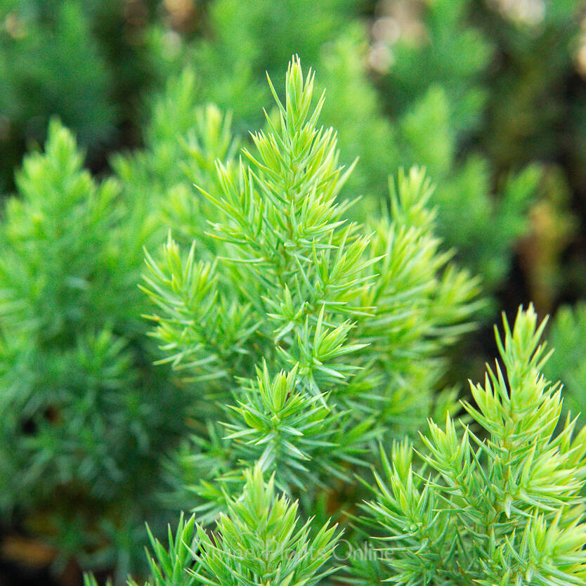 Juniperus chinensis Pyramidalis – Divine Plants Online Shop
