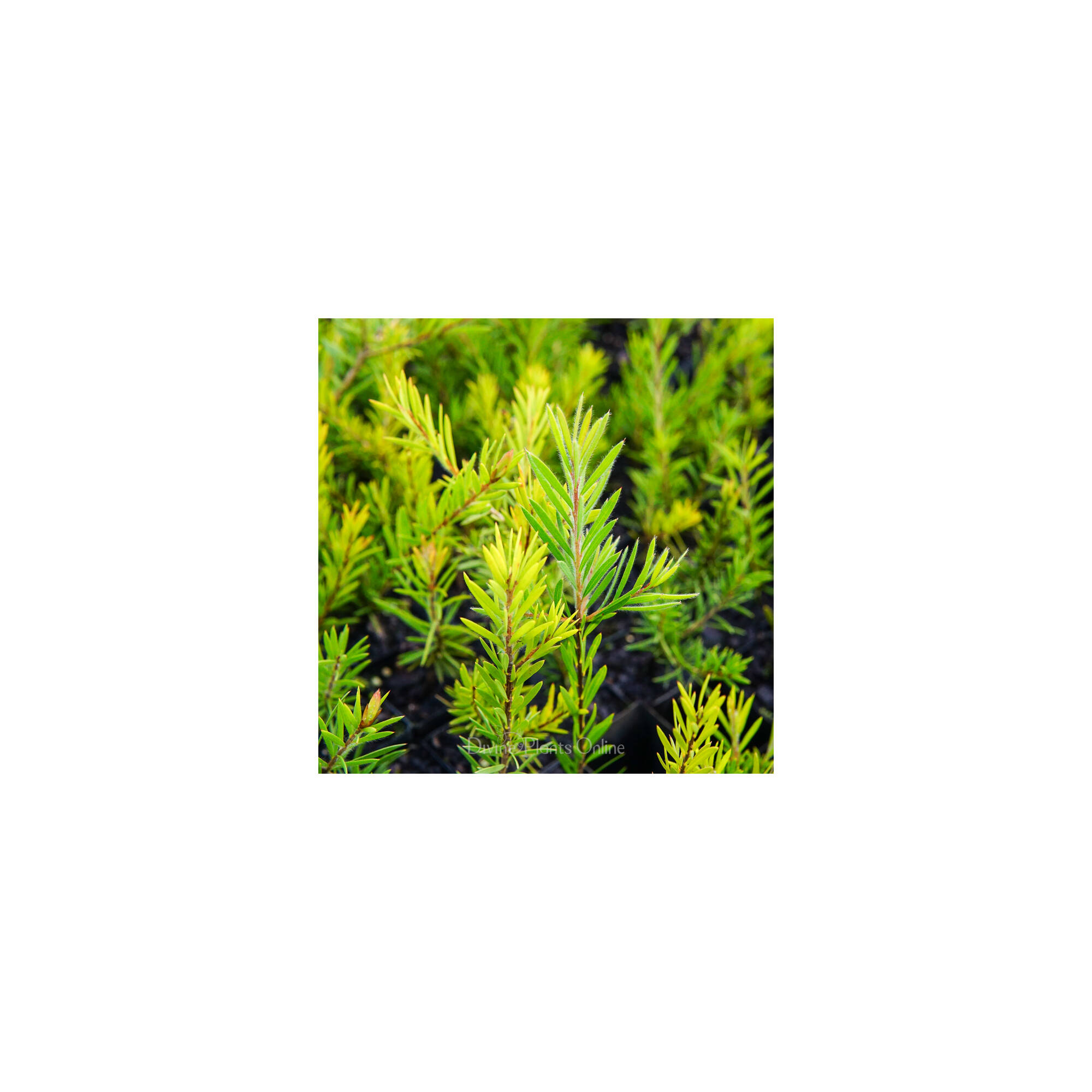 Callistemon Rocky Rambler – Divine Plants Online Shop