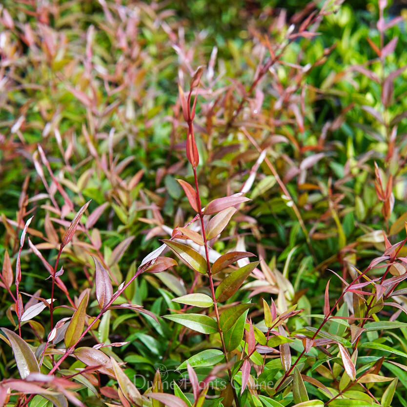 Austromyrtus tenuifolia "Midginberry" – Divine Plants Online Shop