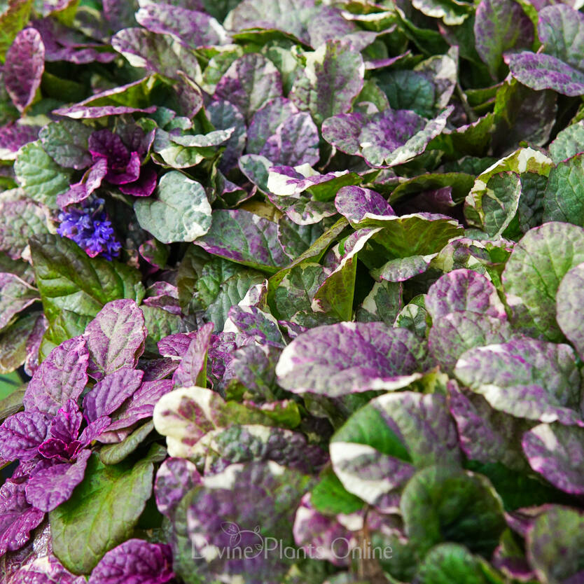 Ajuga reptans Burgundy Lace Variegated – Divine Plants Online Shop