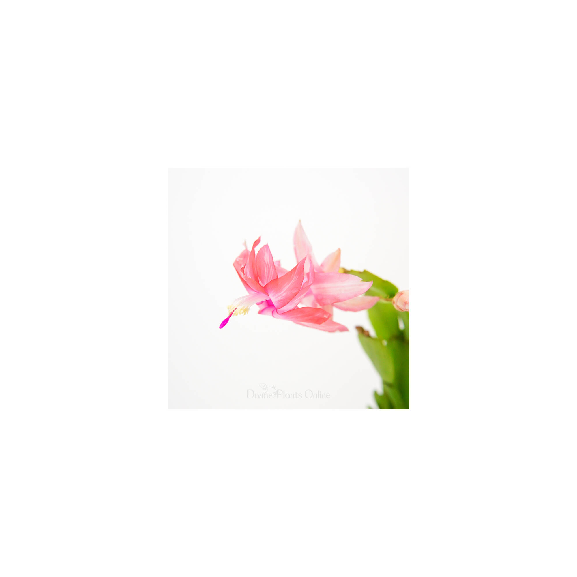 Schlumbergera truncata Zygocactus Red – Divine Plants Online Shop