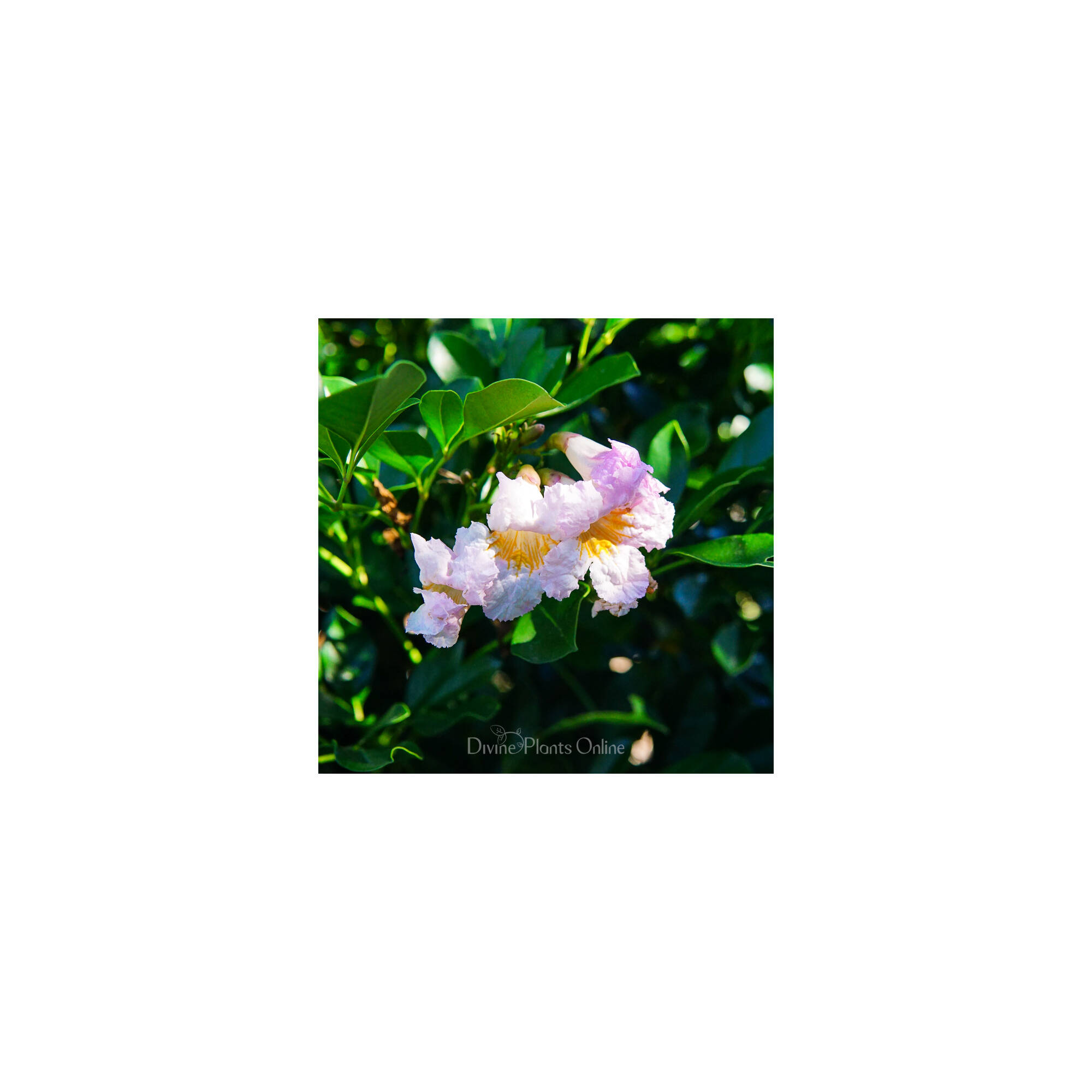 Radermachera Summerscent – Divine Plants Online Shop