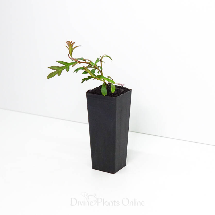 Grevillea Aussie Crawl – Divine Plants Online Shop