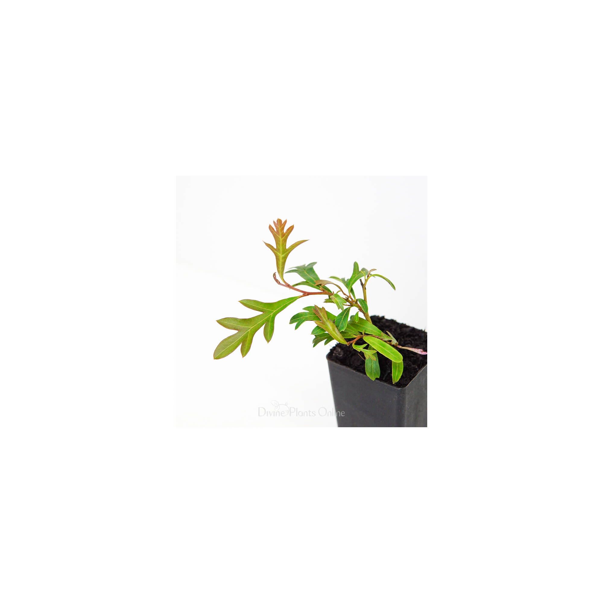 Grevillea Aussie Crawl – Divine Plants Online Shop
