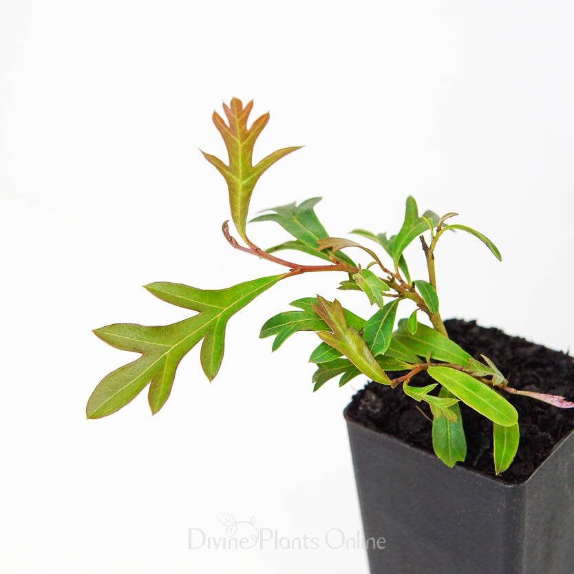 Grevillea Aussie Crawl – Divine Plants Online Shop