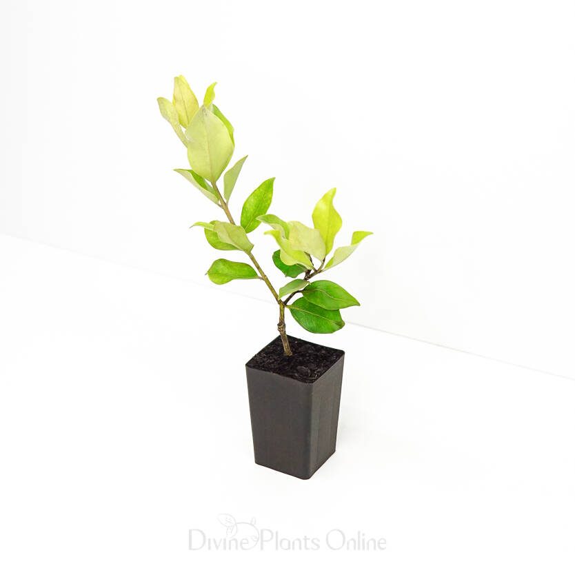 Metrosideros collina Springfire – Divine Plants Online Shop
