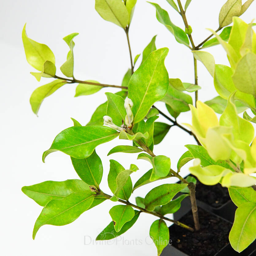 Metrosideros collina Springfire – Divine Plants Online Shop