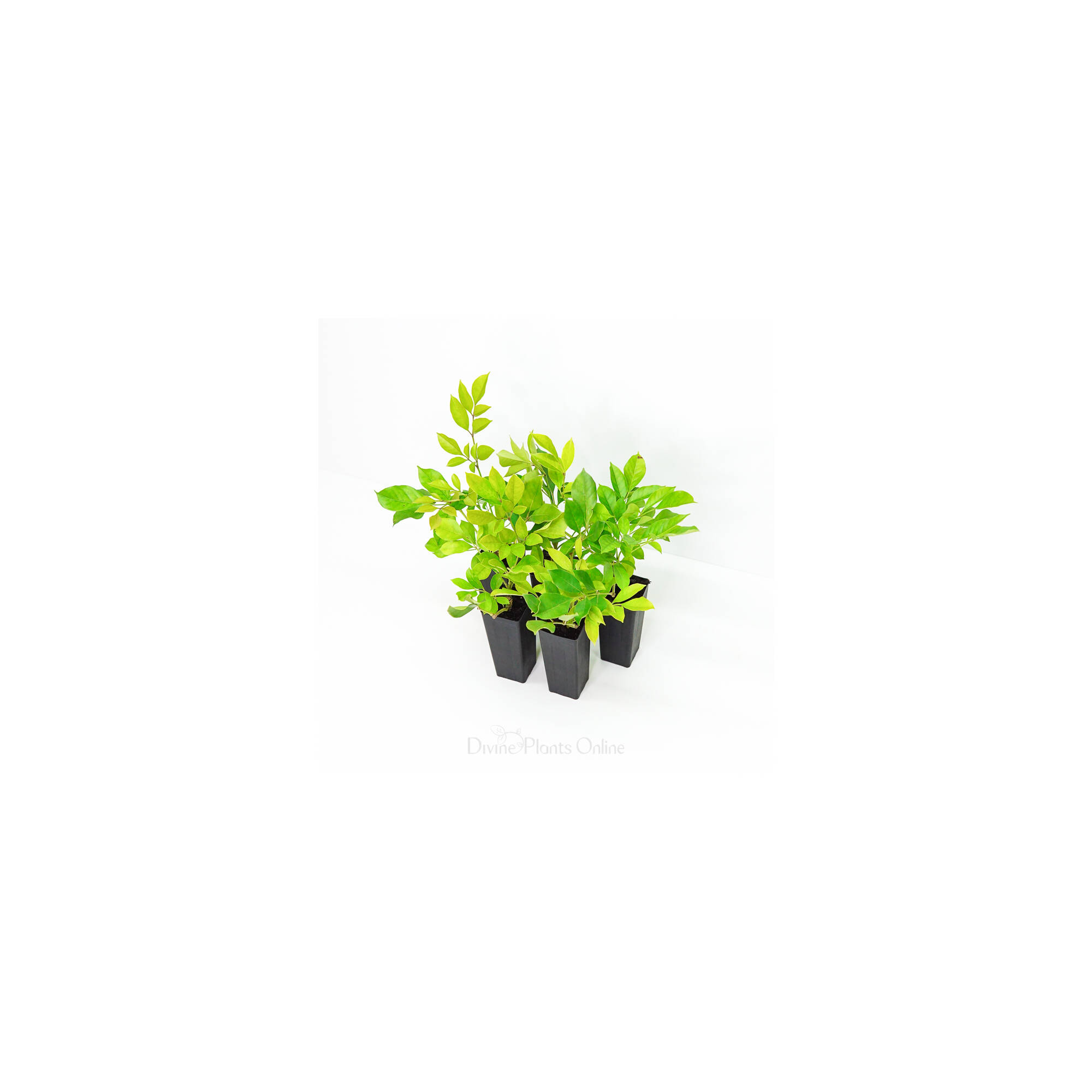 Radermachera Summerscent – Divine Plants Online Shop