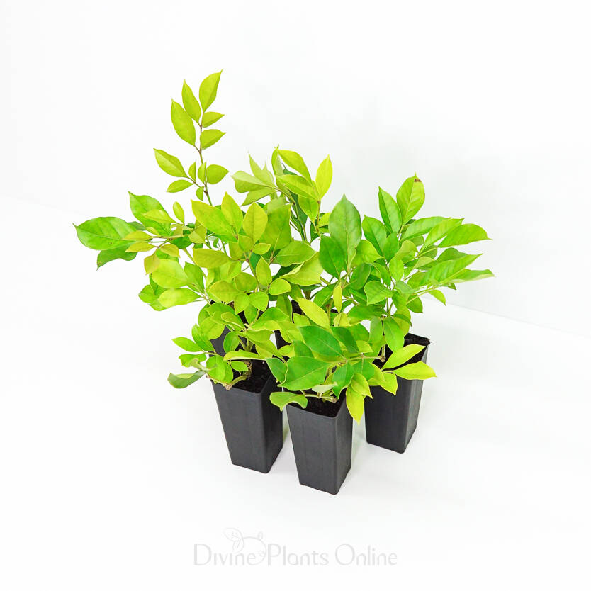 Radermachera Summerscent – Divine Plants Online Shop