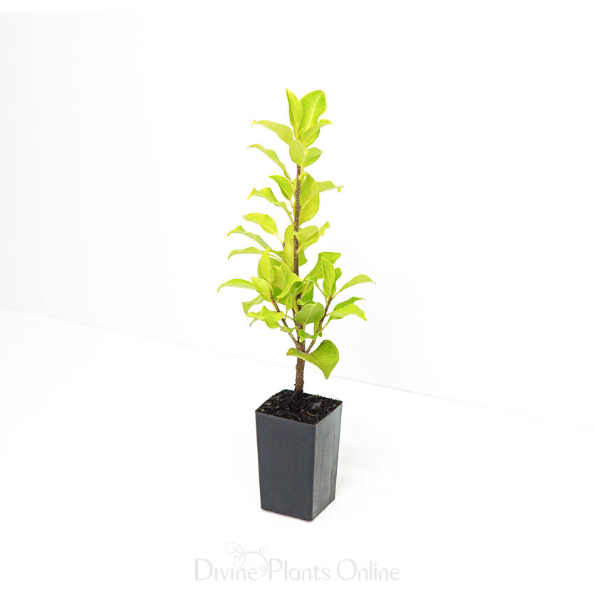 Ficus Emerald – Divine Plants Online Shop