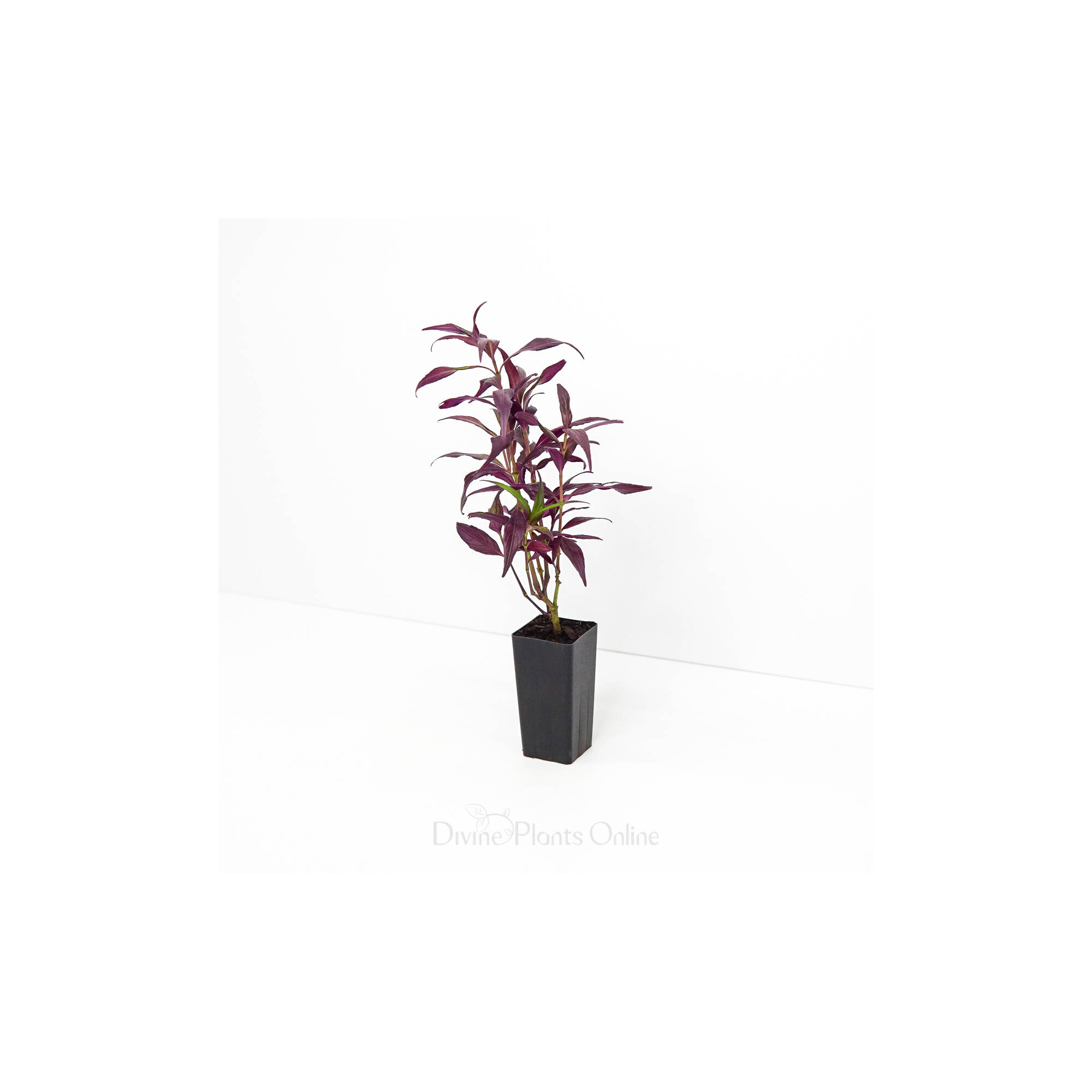 Strobilanthes anisophyllus – Divine Plants Online Shop