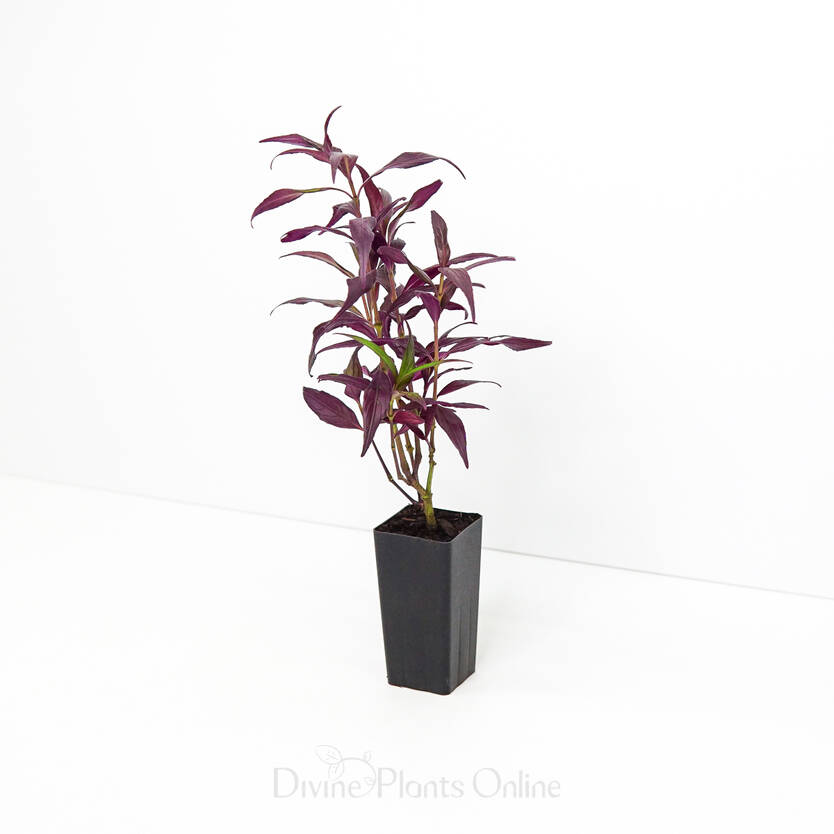 Strobilanthes anisophyllus – Divine Plants Online Shop