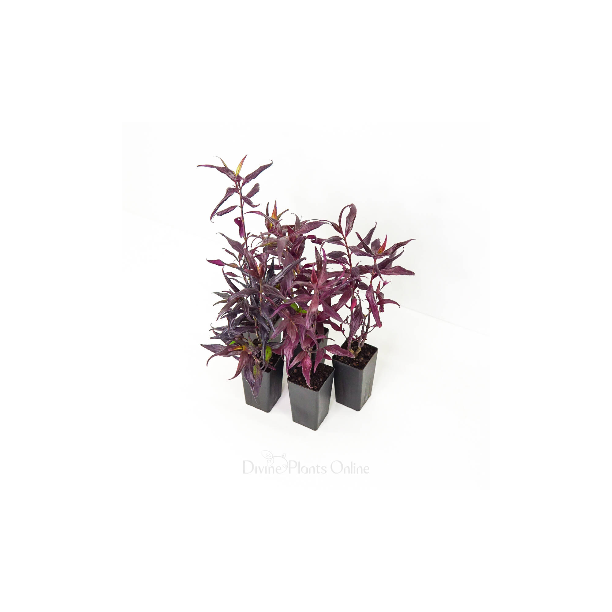 Strobilanthes anisophyllus – Divine Plants Online Shop