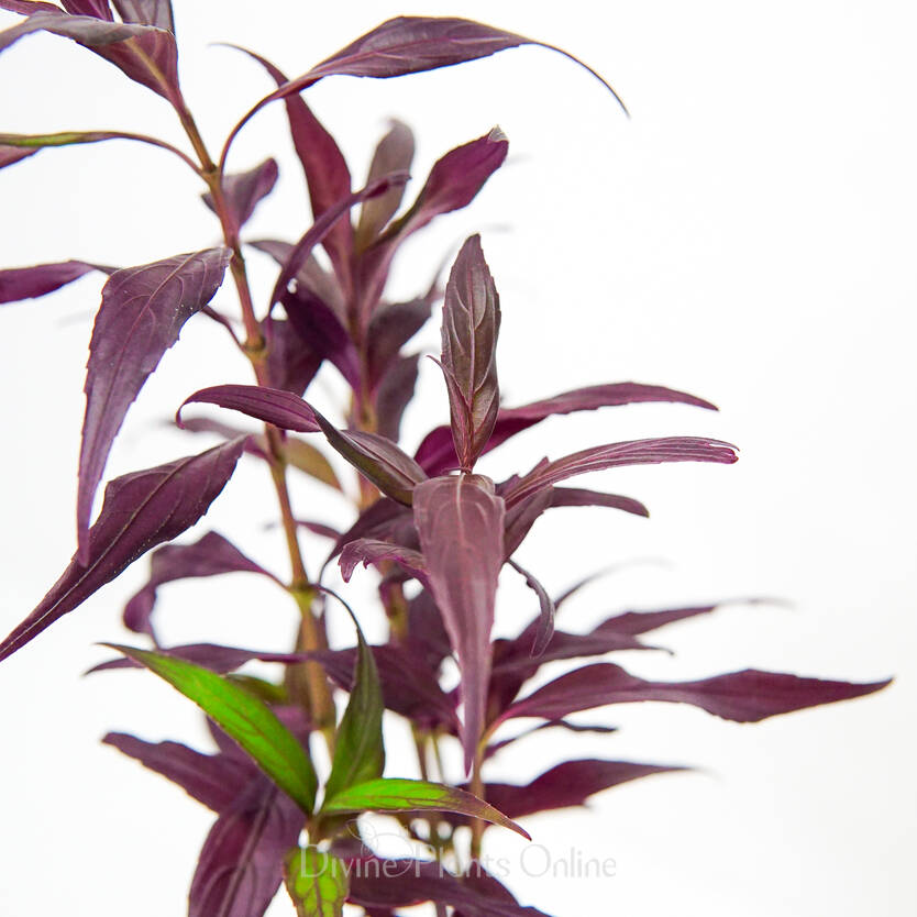 Strobilanthes anisophyllus – Divine Plants Online Shop