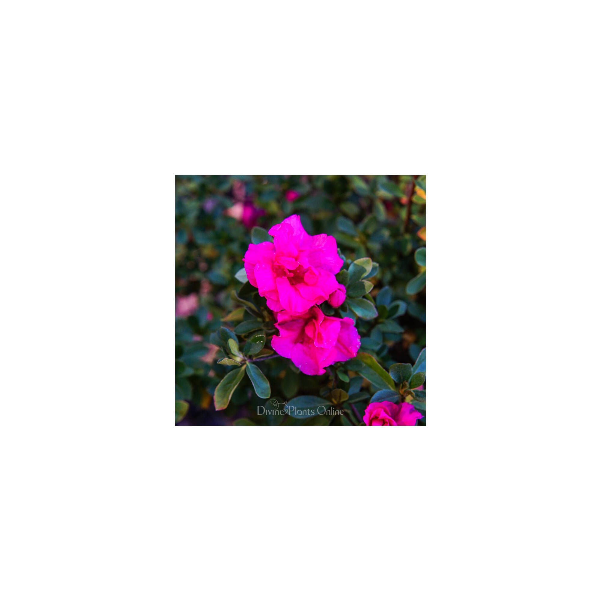 Azalea Sweet Nellie – Divine Plants Online Shop
