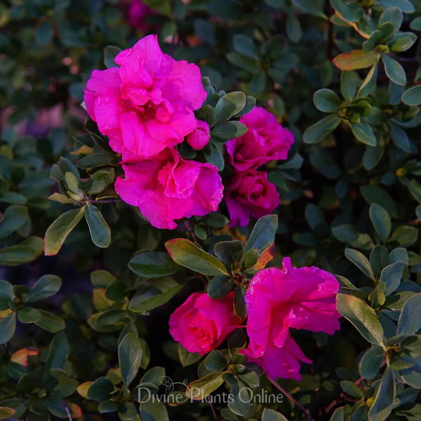 Azalea Sweet Nellie – Divine Plants Online Shop
