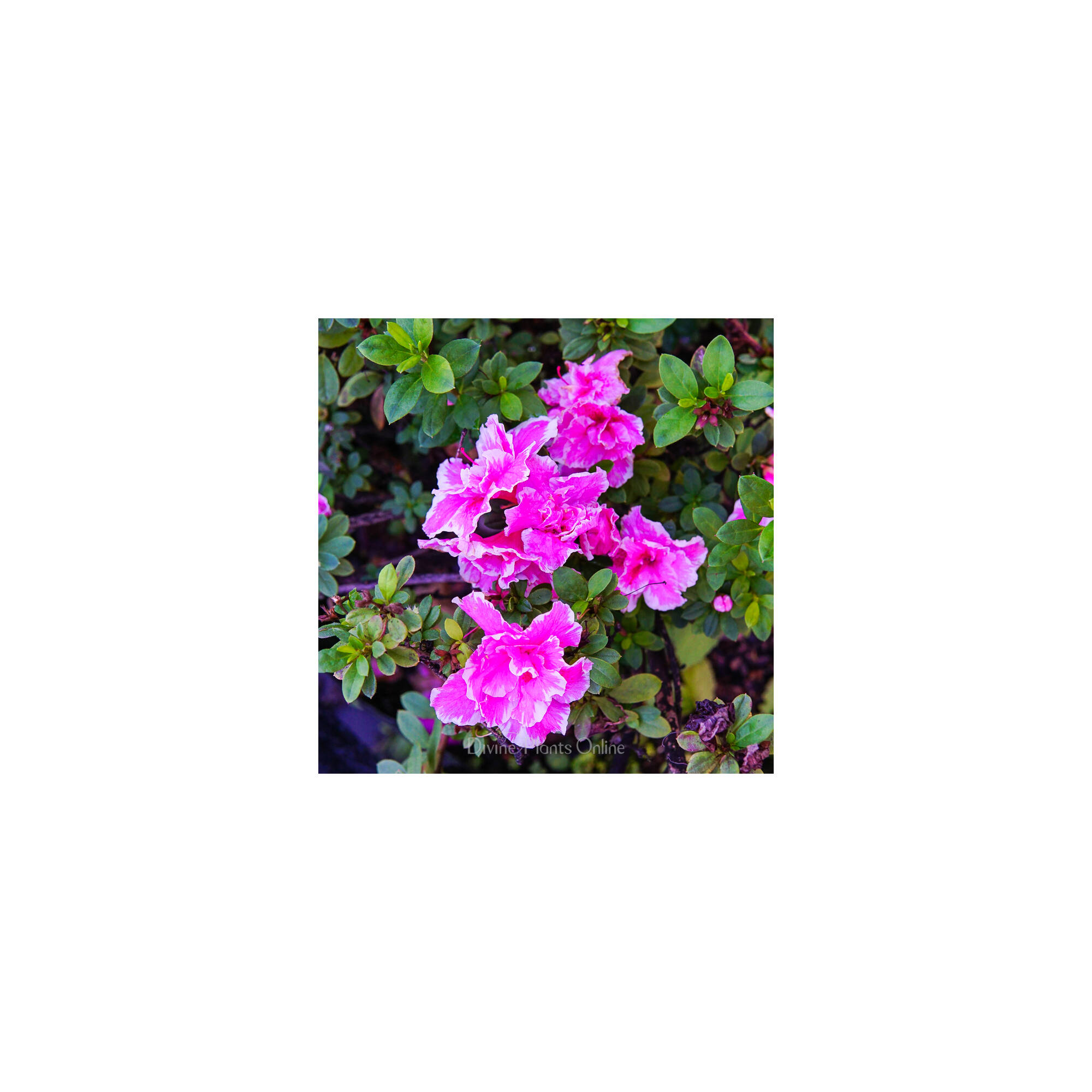 Azalea indica Inga – Divine Plants Online Shop