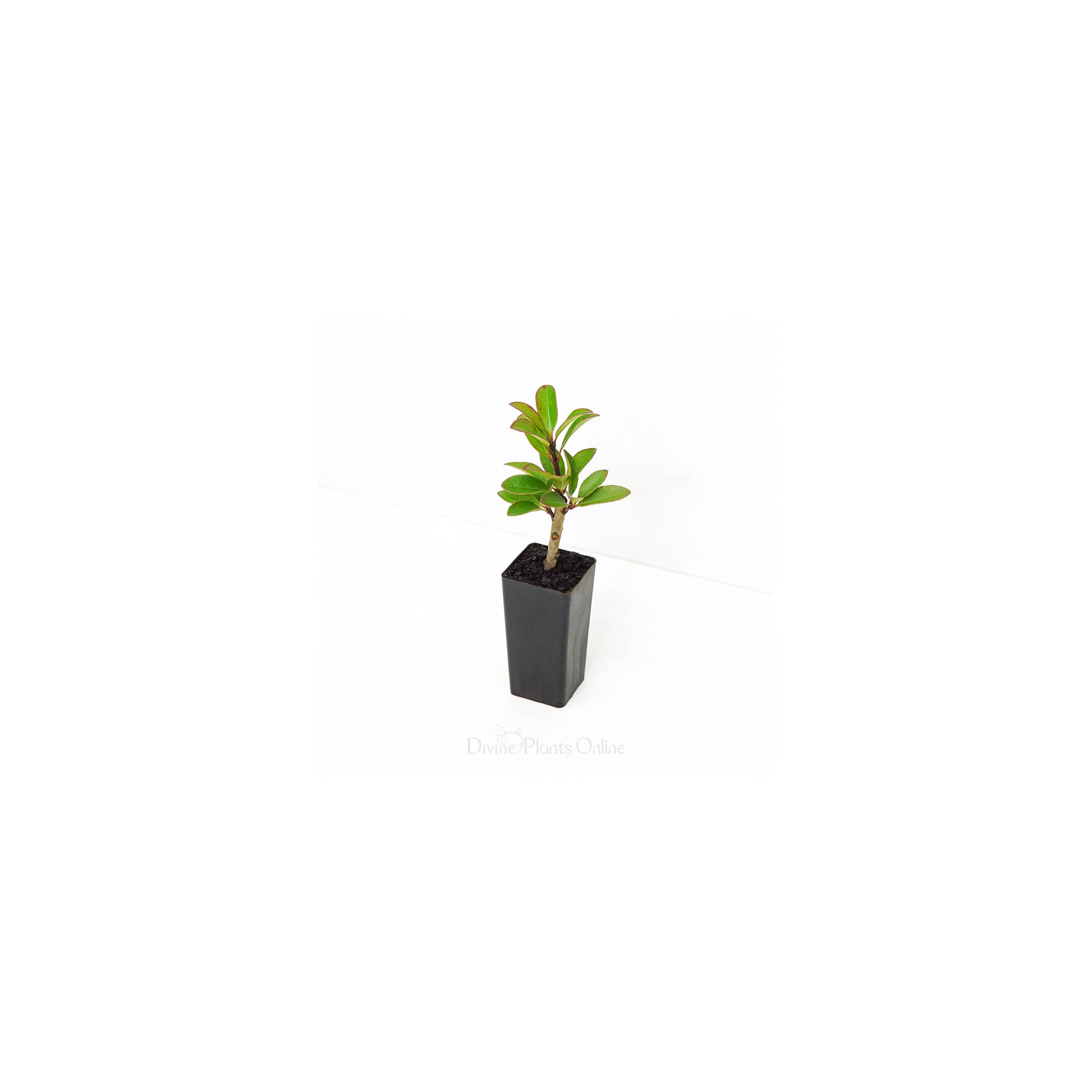 Rhaphiolepis indica Snow Maiden – Divine Plants Online Shop