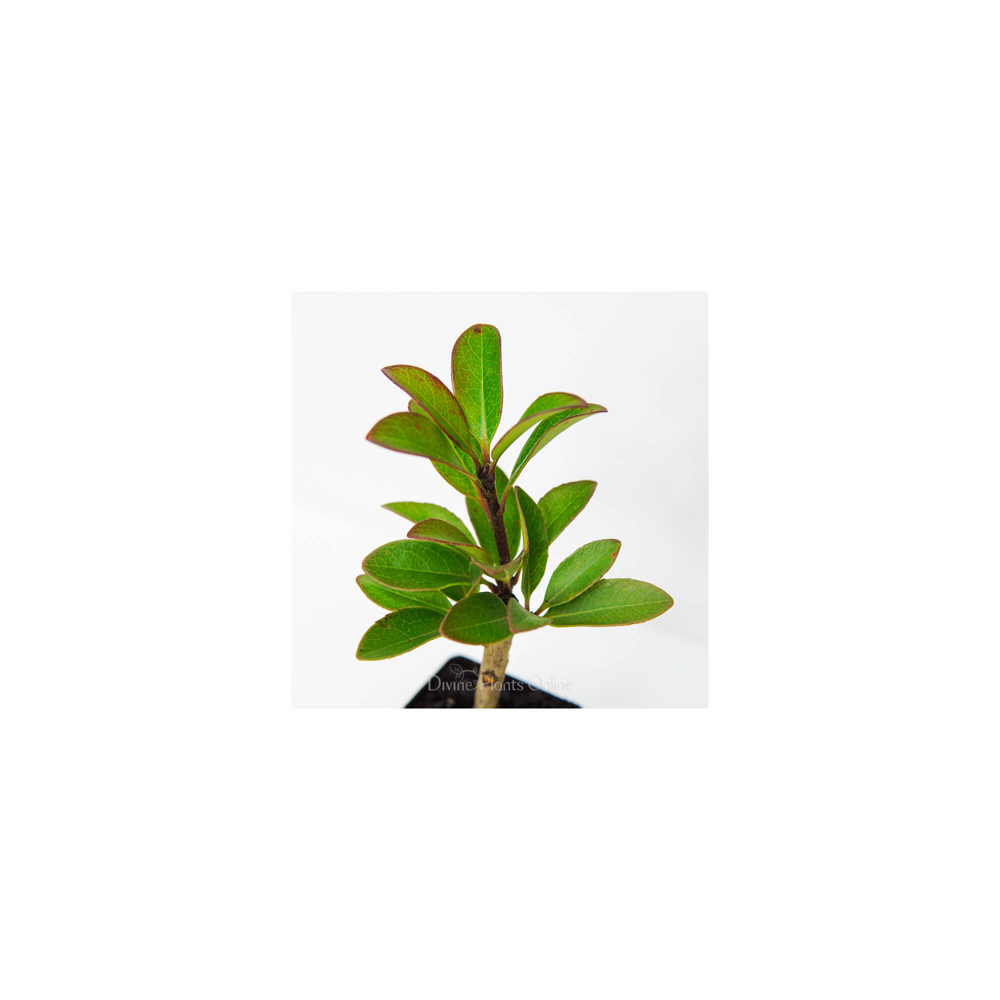 Rhaphiolepis indica Snow Maiden – Divine Plants Online Shop