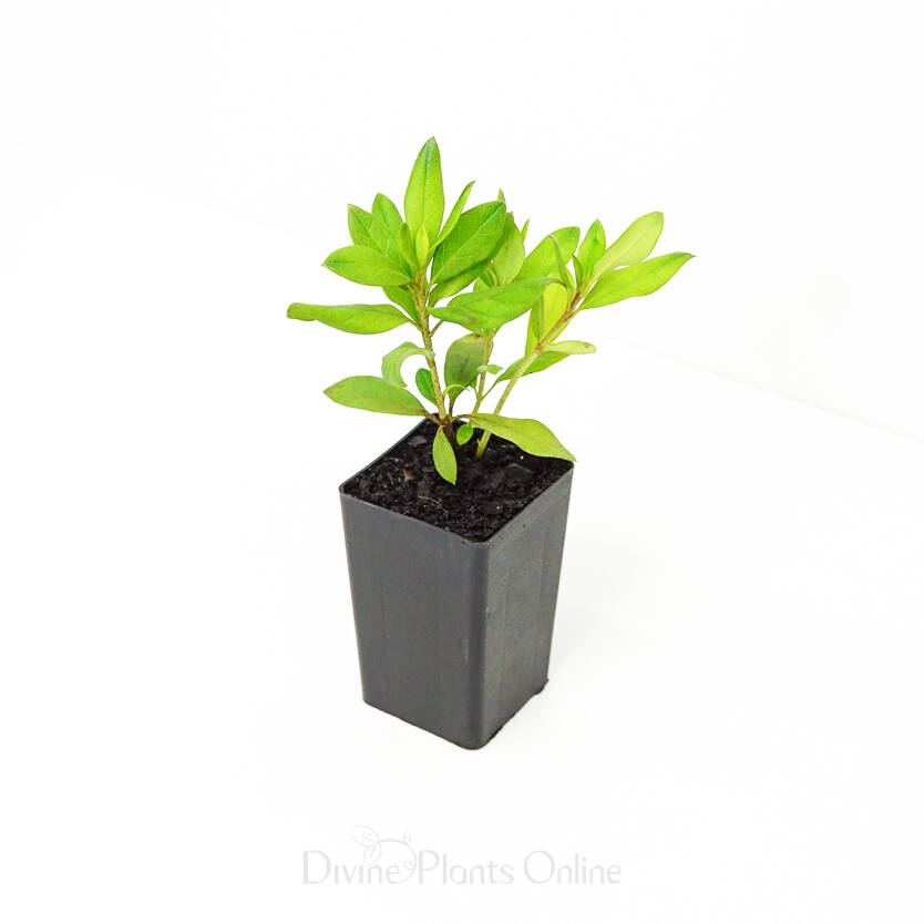 Azalea indica Magnifica – Divine Plants Online Shop