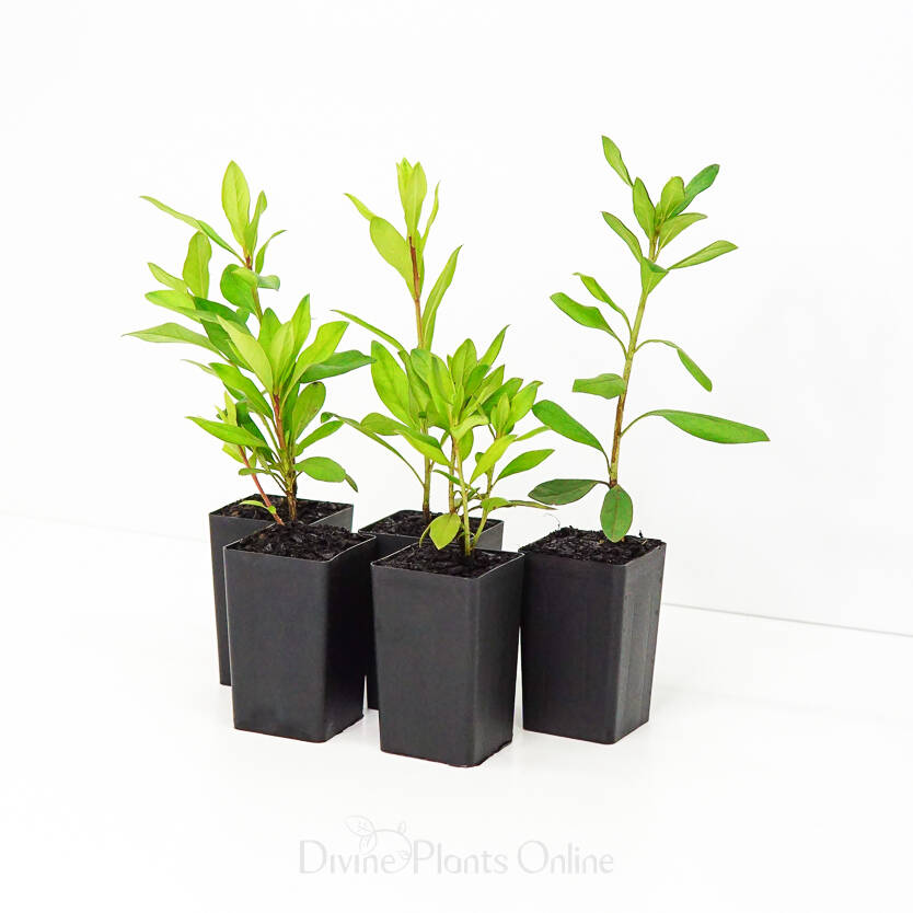 Azalea indica Magnifica – Divine Plants Online Shop