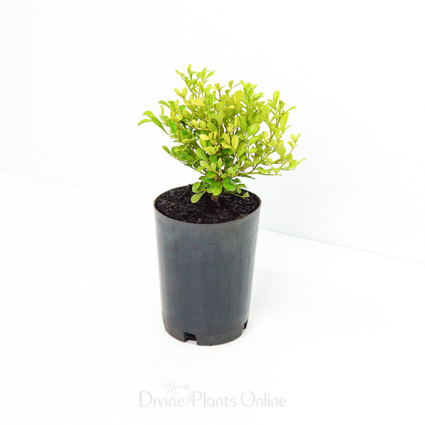 Murraya paniculata Min-a-min (75 mm round tube) – Divine Plants Online Shop