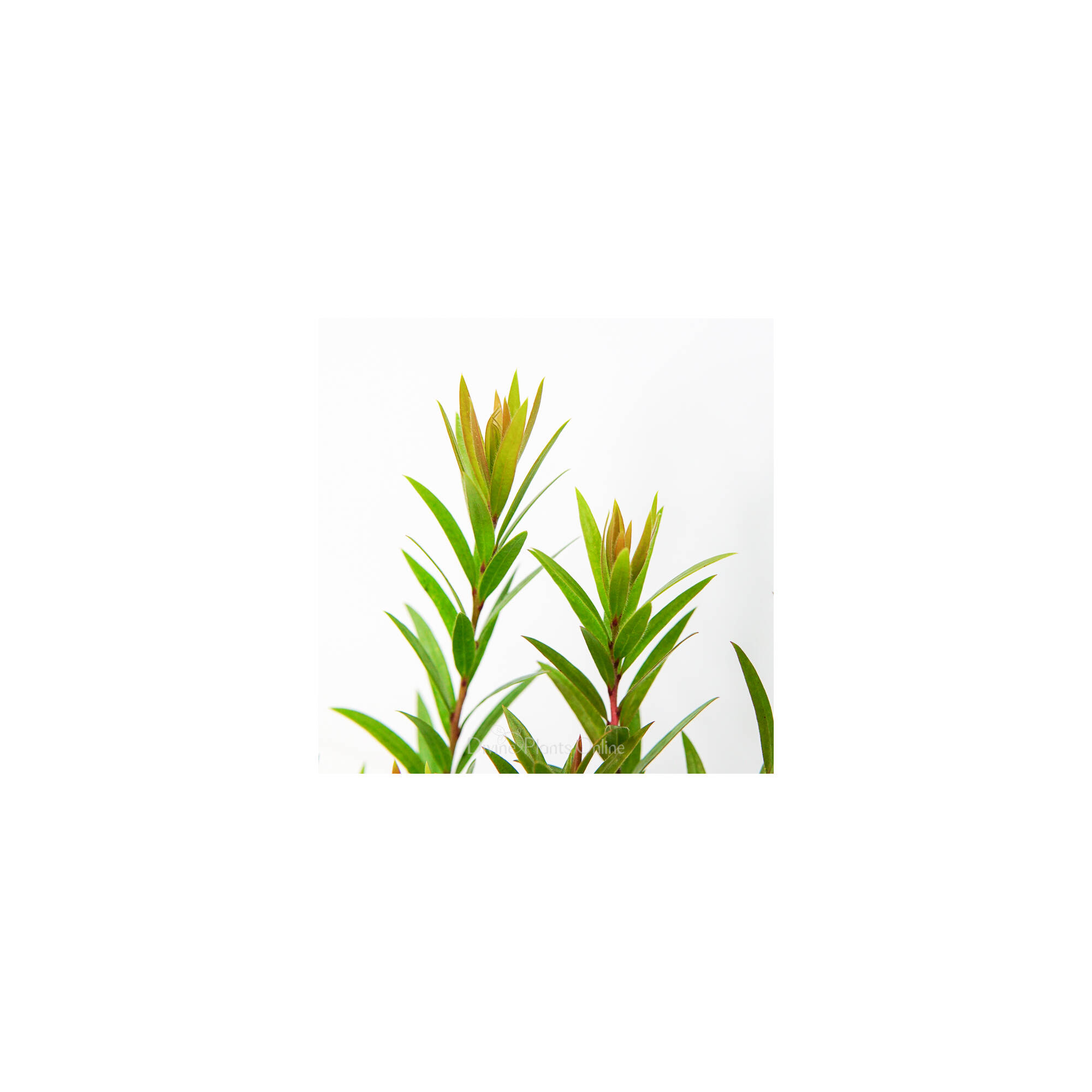 Callistemon viminalis Captain Cook – Divine Plants Online Shop