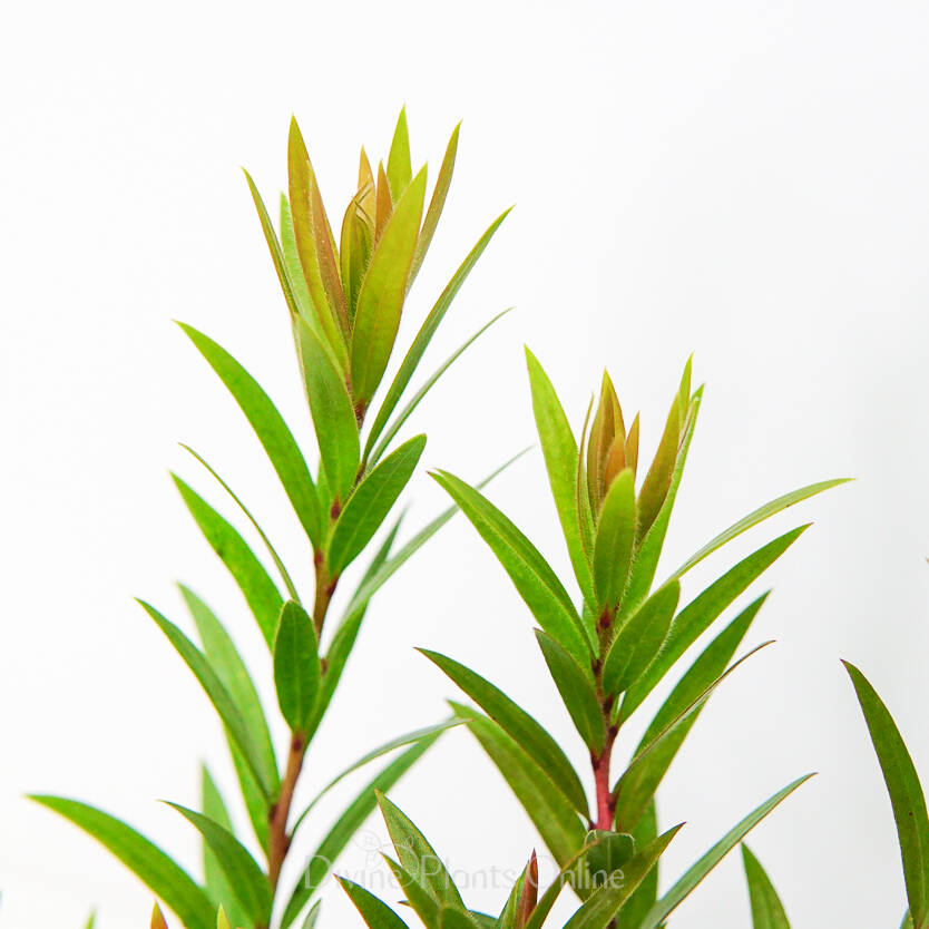 Callistemon viminalis Captain Cook – Divine Plants Online Shop