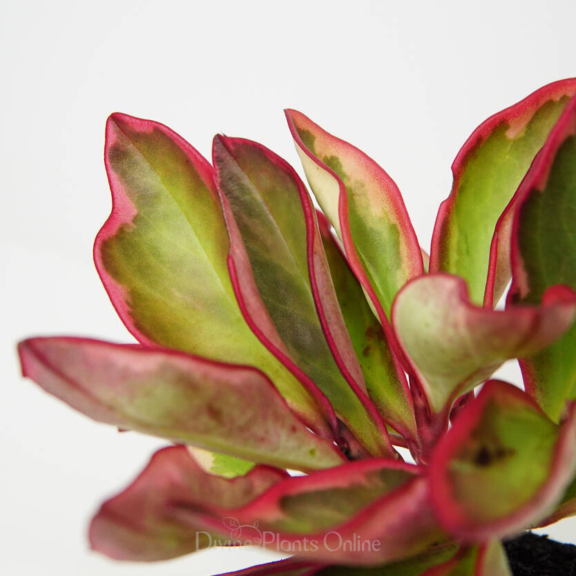 Peperomia Jelly – Divine Plants Online Shop