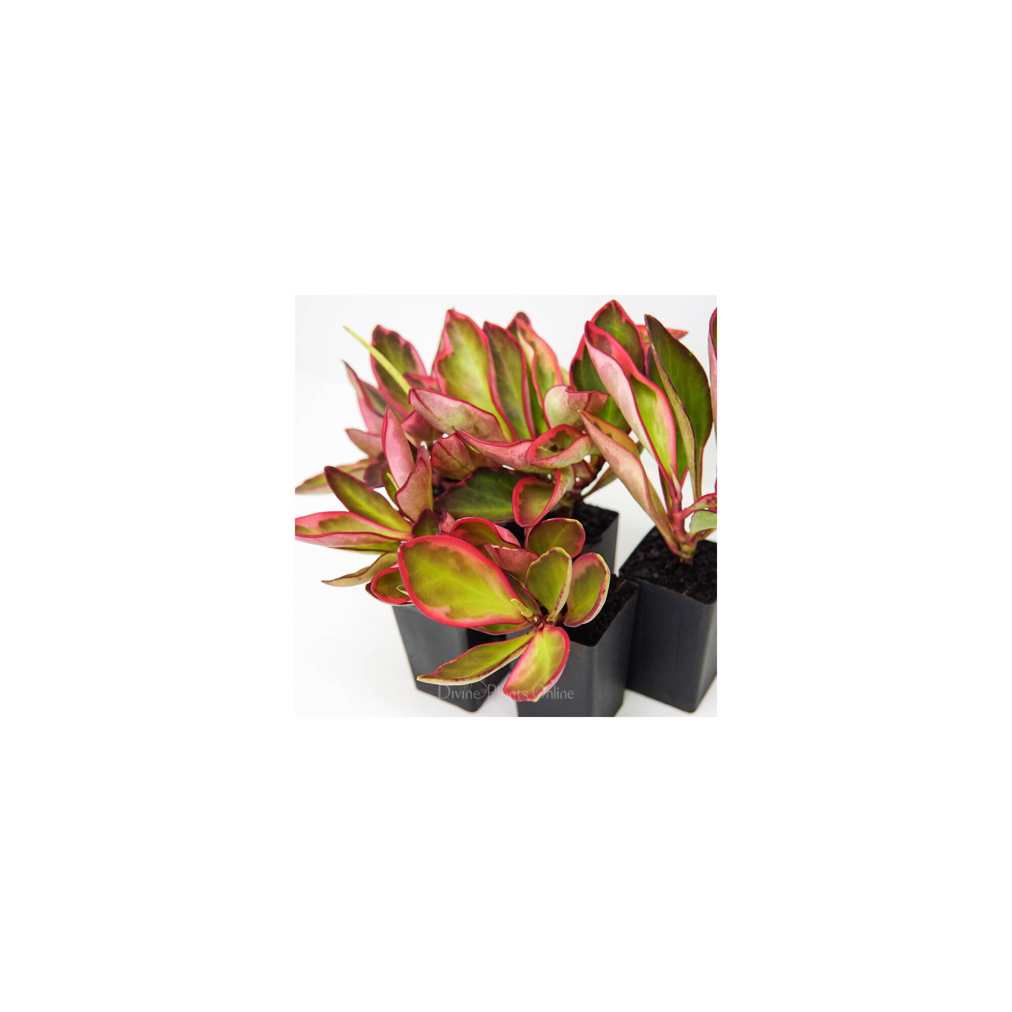 Peperomia Jelly – Divine Plants Online Shop