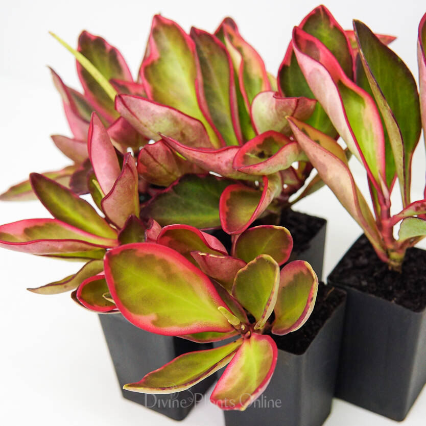 Peperomia Jelly – Divine Plants Online Shop