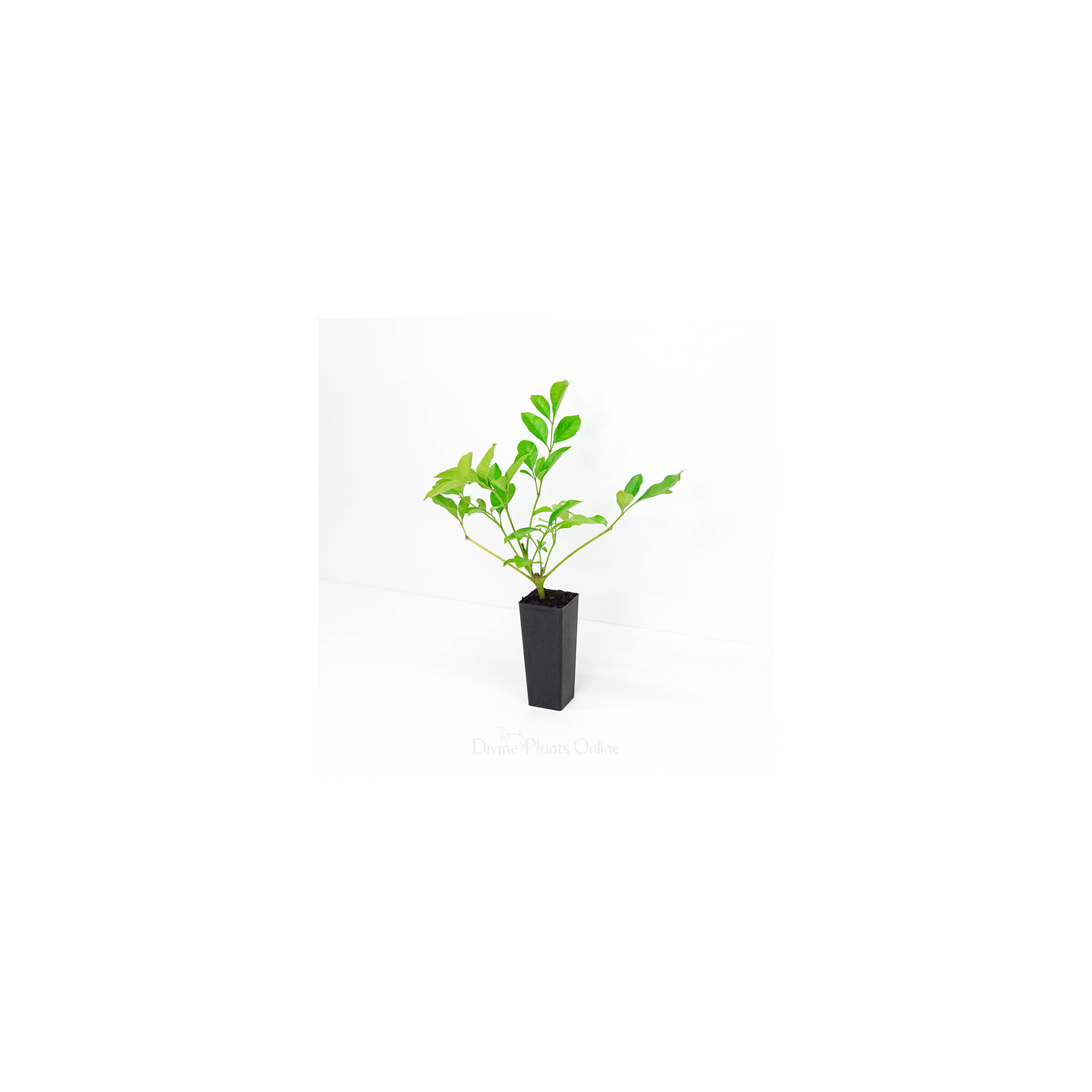 Radermachera Summerscent – Divine Plants Online Shop