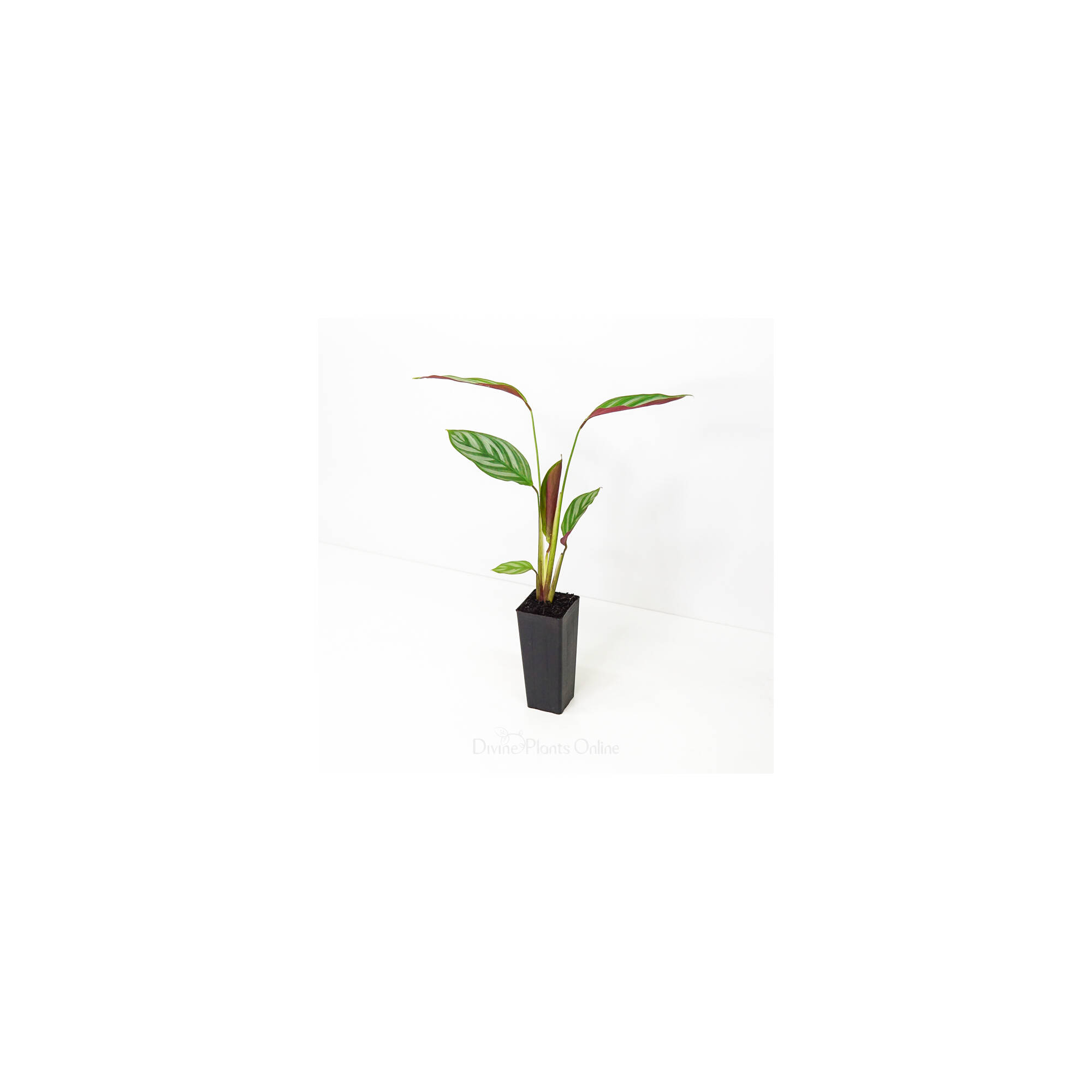 Ctenanthe Setosa – Divine Plants Online Shop