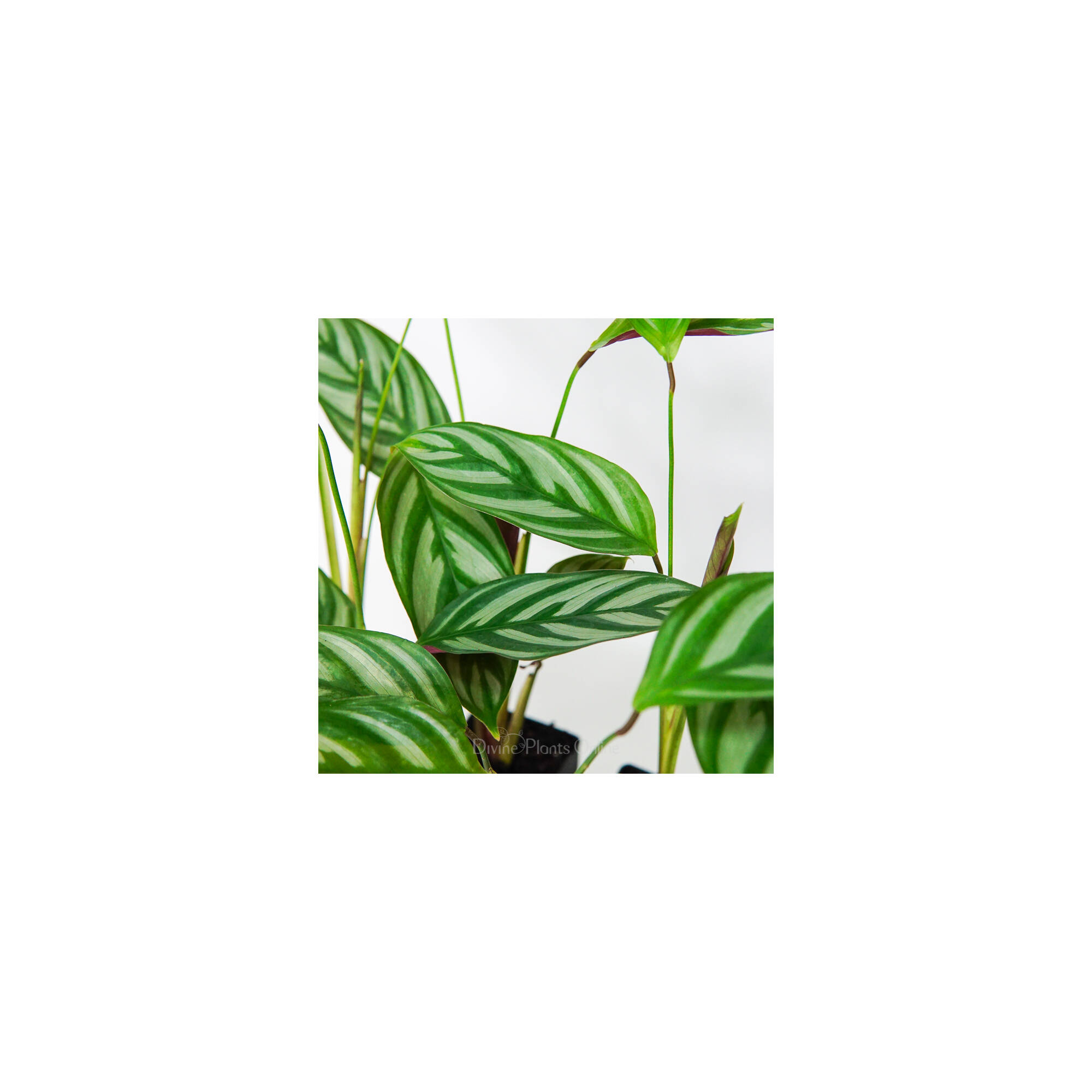 Ctenanthe Setosa – Divine Plants Online Shop
