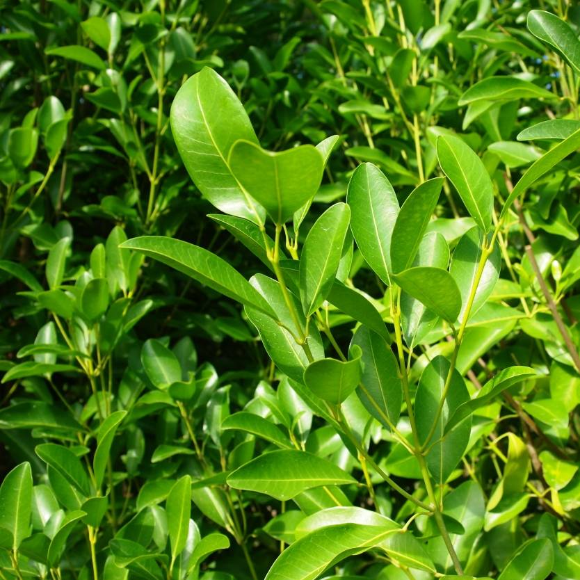 Acronychia imperforata – Divine Plants Online Shop