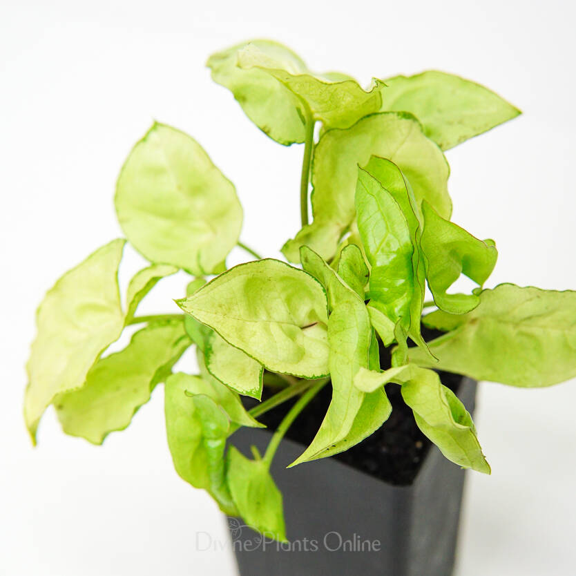 Syngonium Silver Pearl – Divine Plants Online Shop