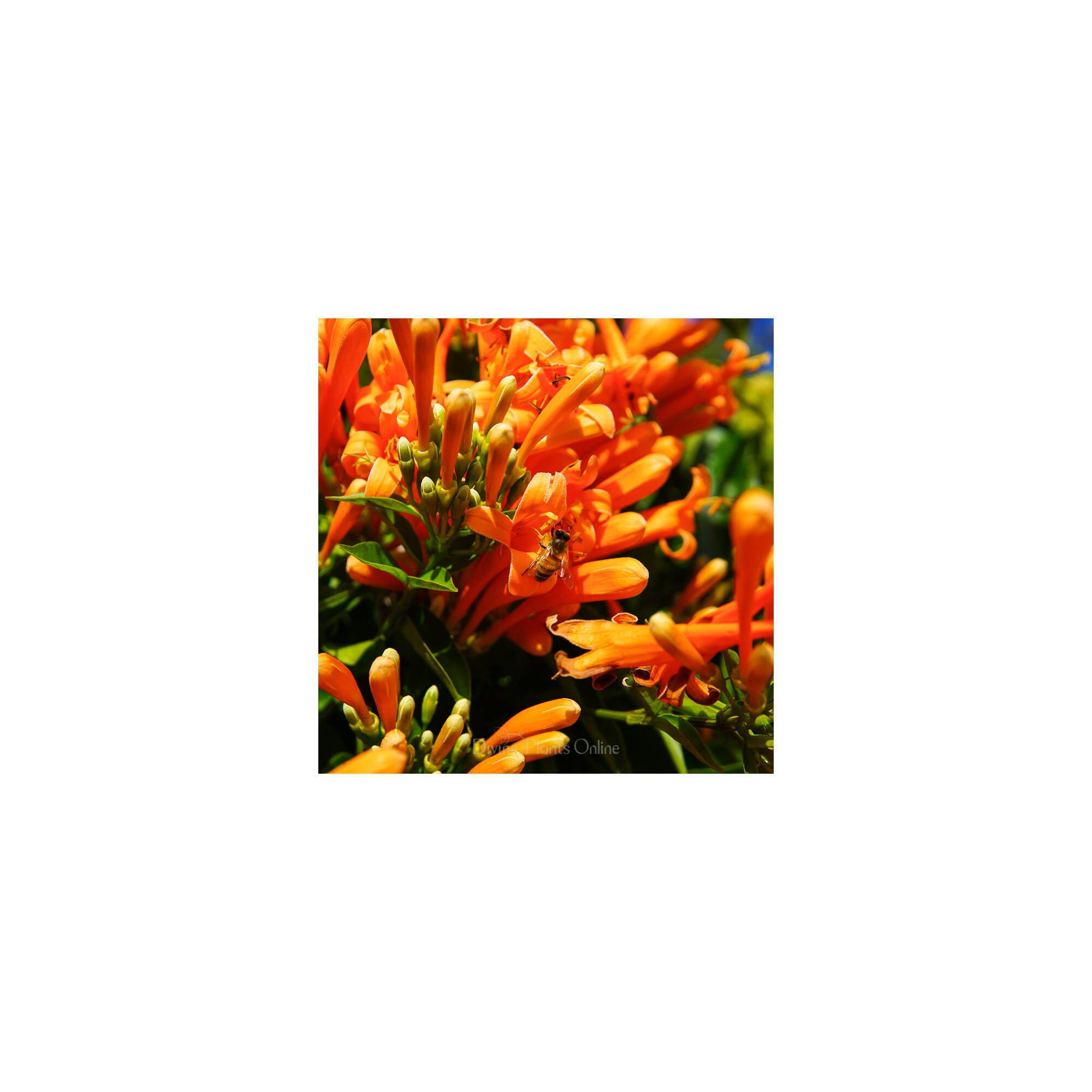 Pyrostegia venusta – Divine Plants Online Shop