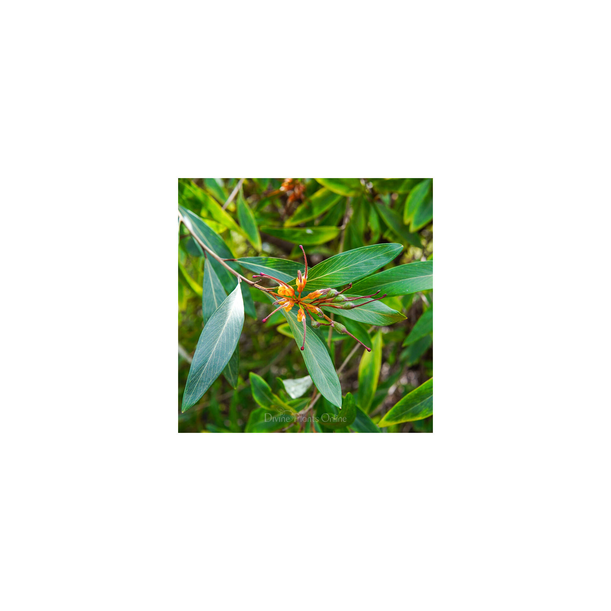 Grevillea Orange Marmalade – Divine Plants Online Shop